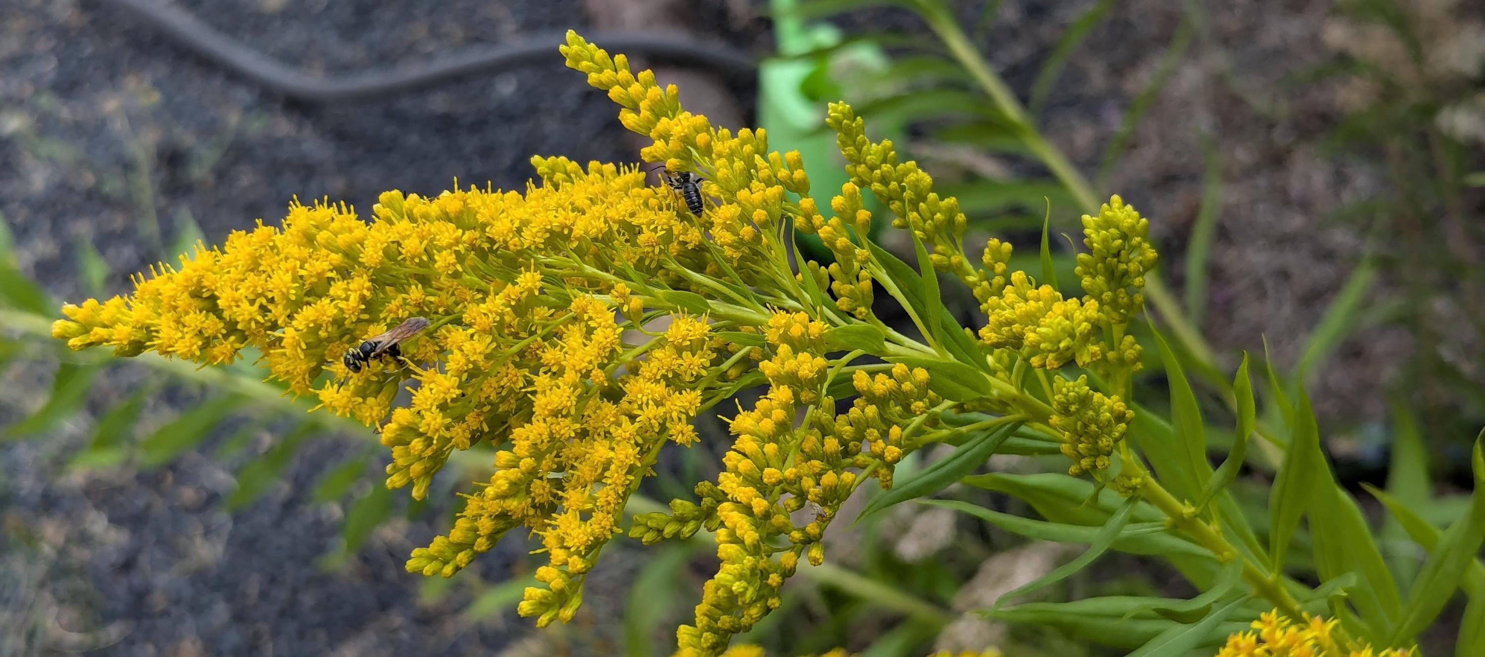 Golden Rod Solidago Canadensis Var. Elongata PNW Native 1/4 Teaspoon ...