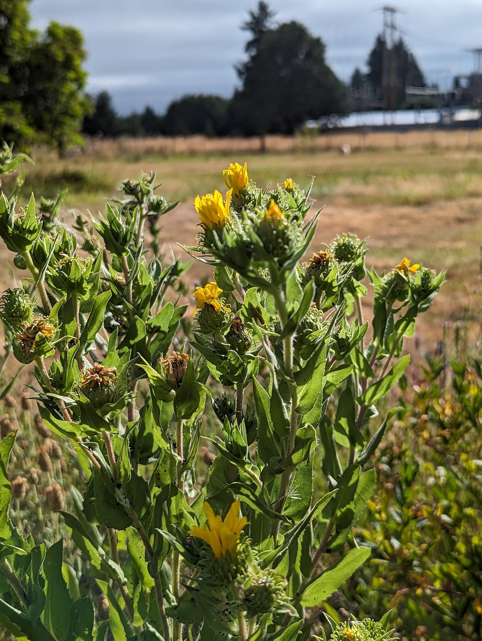 Willamette Valley Gumweed | Puget Sound Gumweed | Grindelia ...