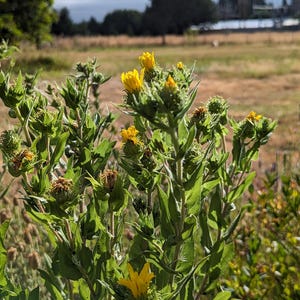 Willamette Valley Gumweed | Puget Sound Gumweed | Grindelia ...
