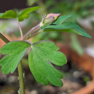 Western Columbine | Aquilegia Formosa | PNW Native | Seed Count 60 - Etsy
