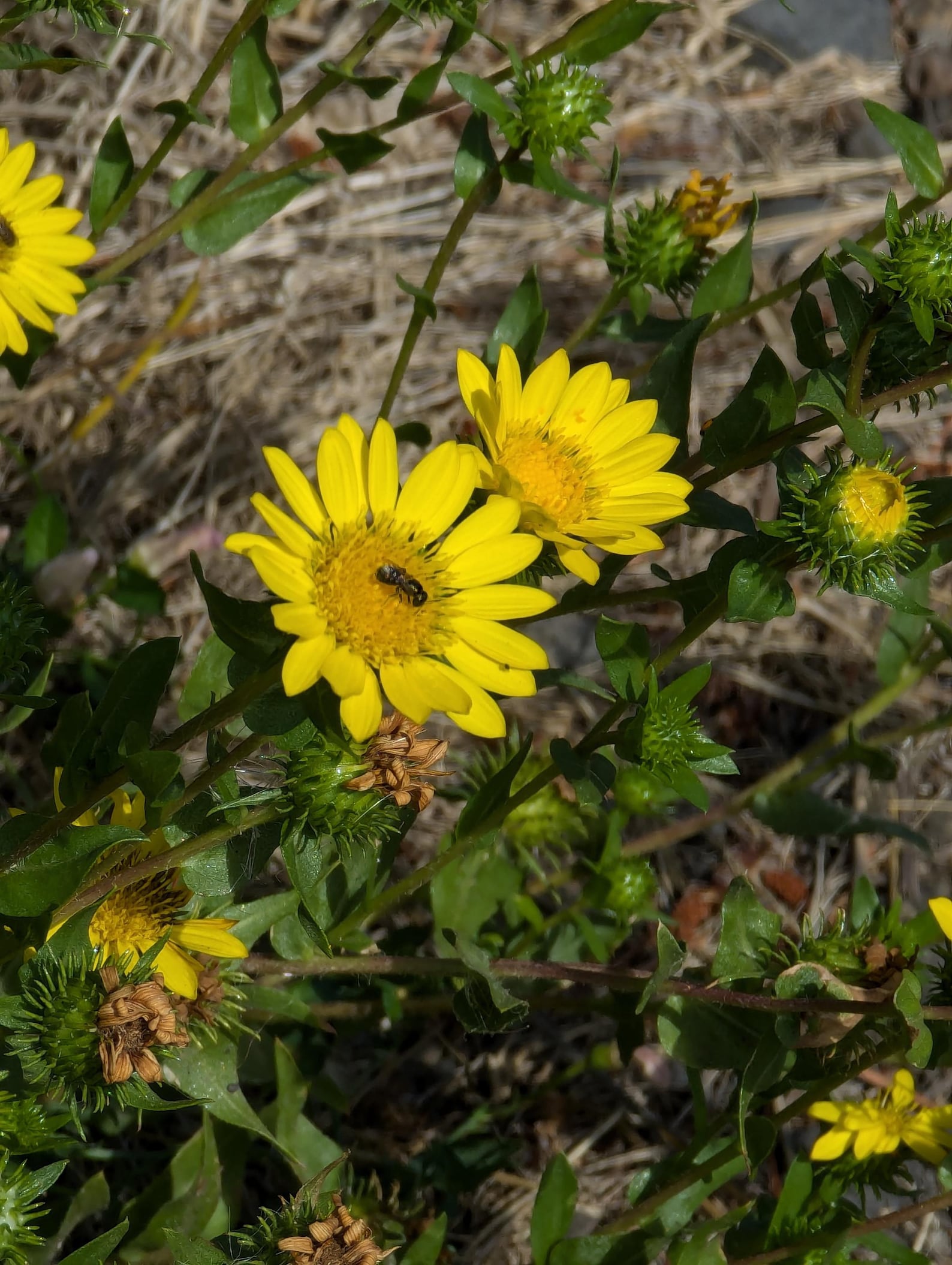 Willamette Valley Gumweed | Puget Sound Gumweed | Grindelia ...