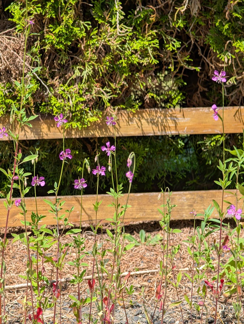 Clarkia Mix | Clarkia Amoena | Clarkia Rhomboidea | Clarkia Purpurea ...