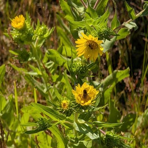 Willamette Valley Gumweed | Puget Sound Gumweed | Grindelia ...