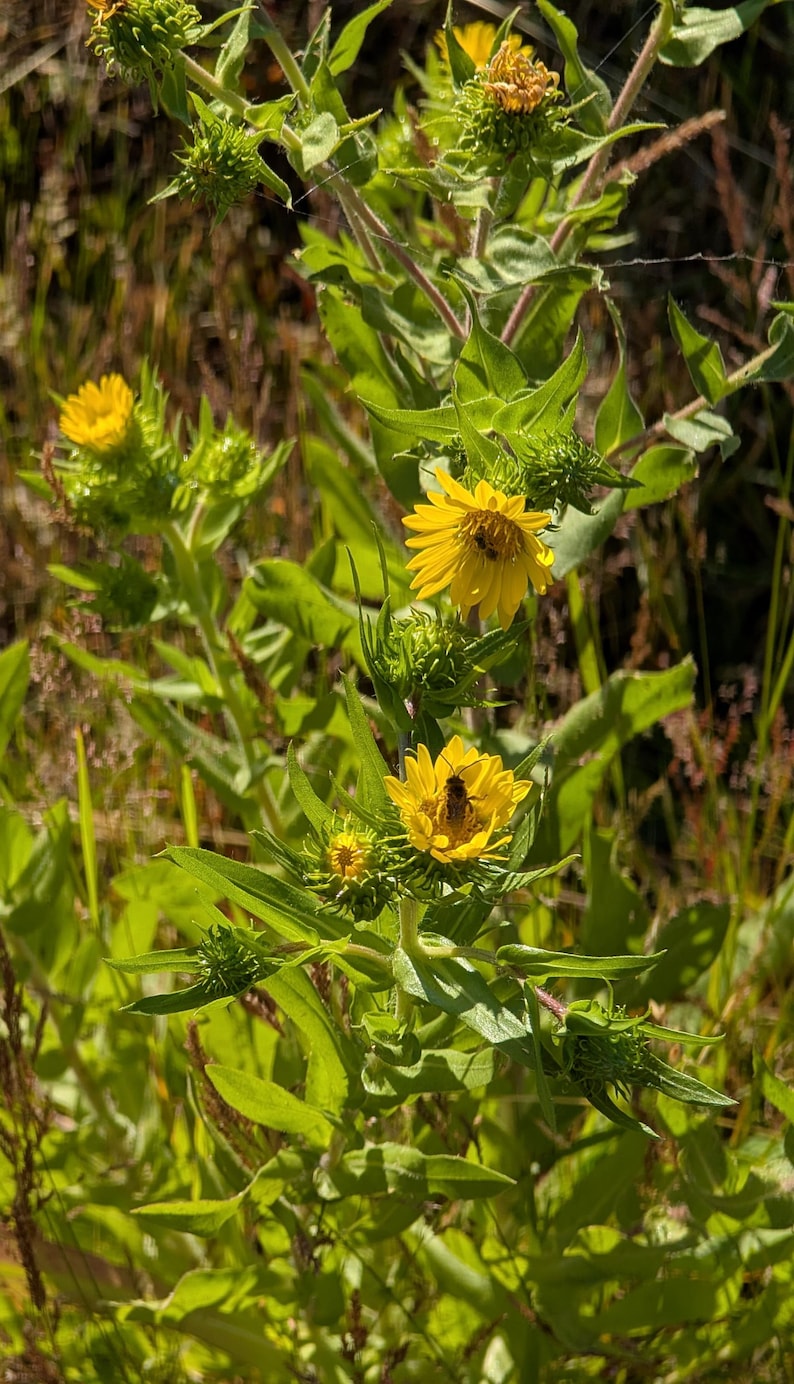 Willamette Valley Gumweed | Puget Sound Gumweed | Grindelia ...
