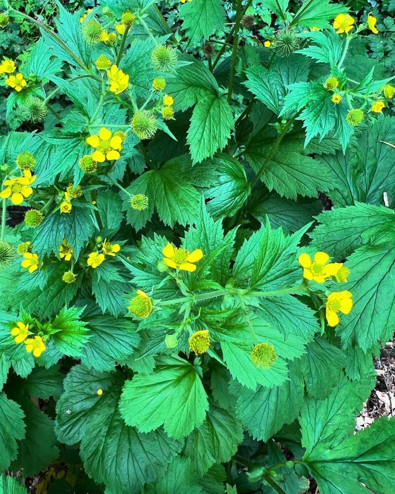 Large Leaf Avens | Oregon Avens | Geum Macrophyllum | PNW Native | Seed ...