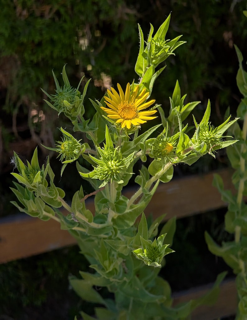 Willamette Valley Gumweed | Puget Sound Gumweed | Grindelia ...