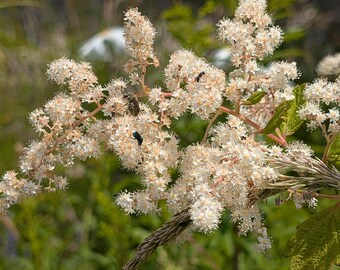 Ocean Spray Bush, Holodiscus Discolor, Pacific Northwest Native ...