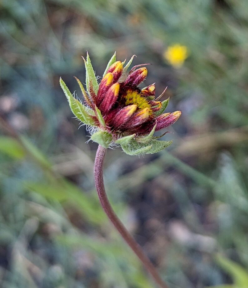 Blanket Flower | Gaillardia Aristata | PNW Native | Seed Count 100 - Etsy