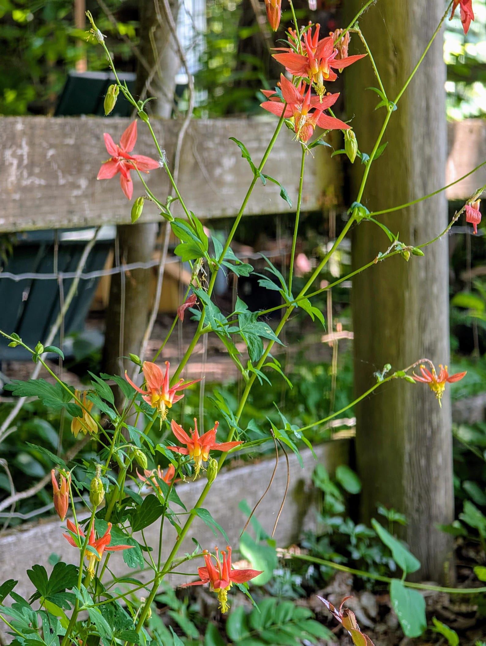 Western Columbine | Aquilegia Formosa | PNW Native | Seed Count 60 - Etsy