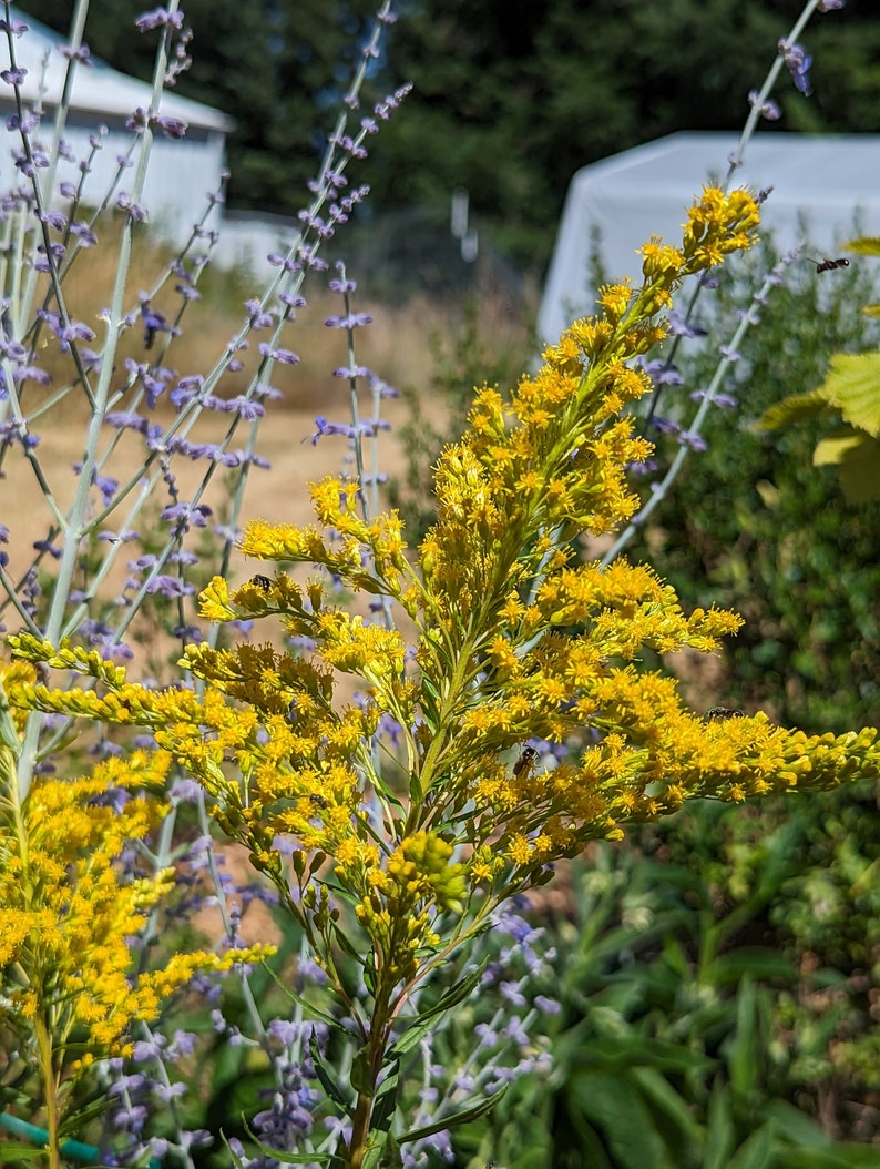 Golden Rod Solidago Canadensis Var. Elongata PNW Native 1/4 Teaspoon ...