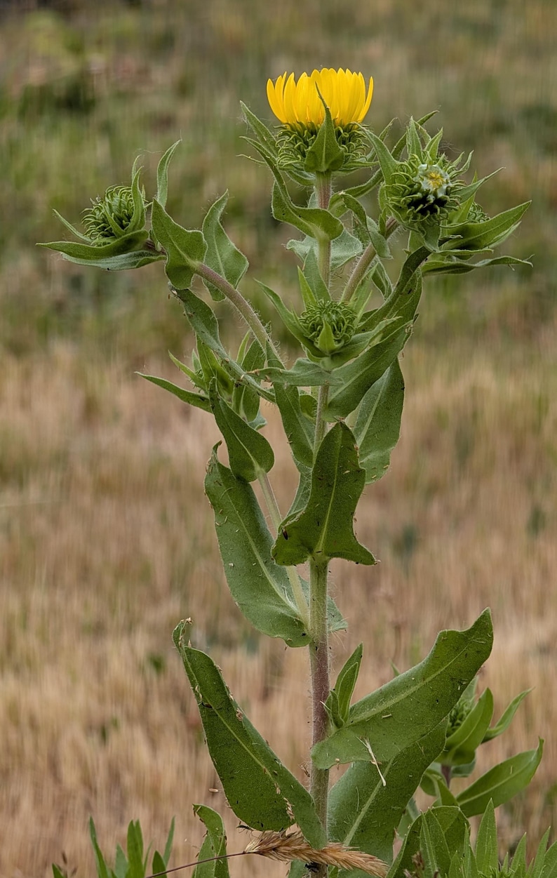 Willamette Valley Gumweed | Puget Sound Gumweed | Grindelia ...