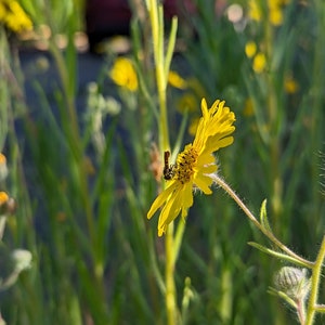 Elegant Tarweed | Madia Elegans | PNW Native | Seed Count 100 - Etsy