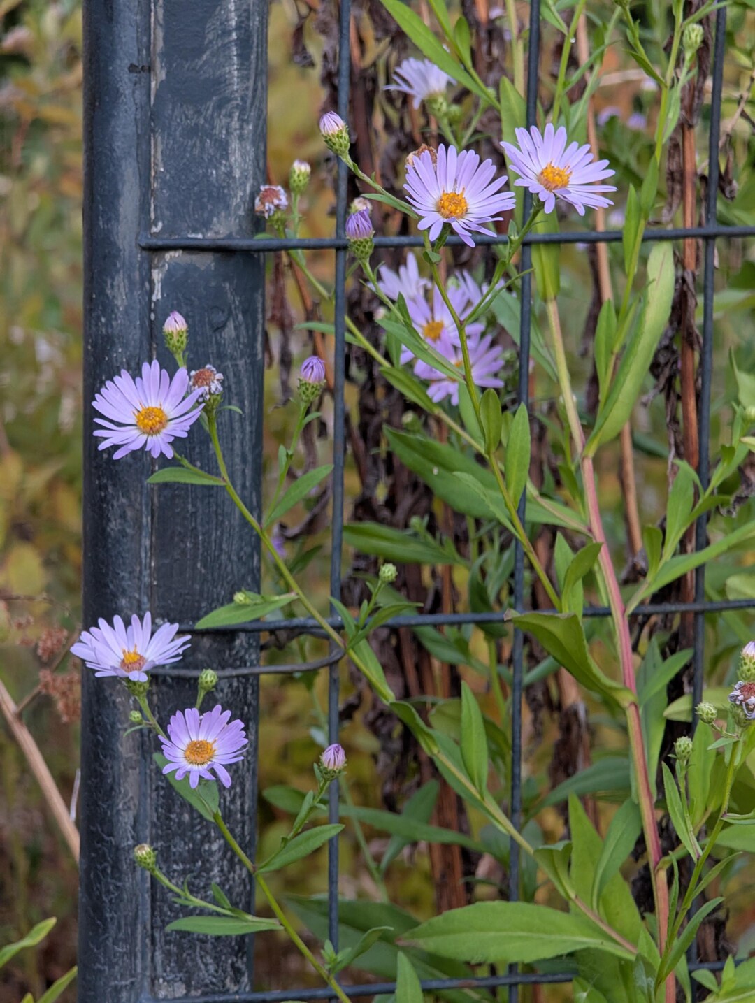 Douglas Aster | Symphyotrichum Subspicatum | PNW Native | Seed Count ...