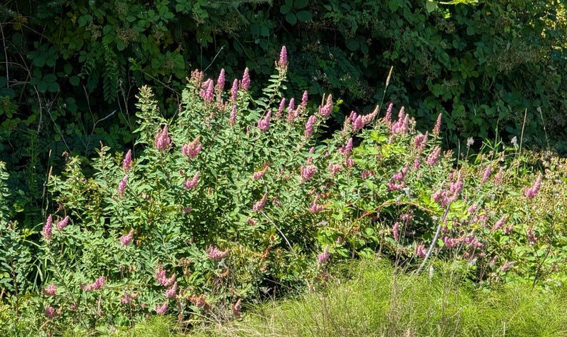 Douglas Spirea | Hardhack | Spiraea Douglasii | PNW Native | 50mg Seed ...