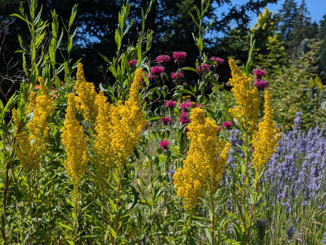 Golden Rod Solidago Canadensis Var. Elongata PNW Native 1/4 Teaspoon ...