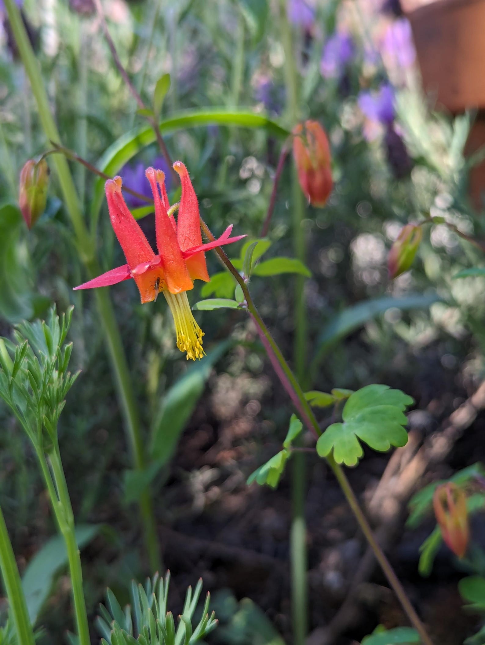 Western Columbine | Aquilegia Formosa | PNW Native | Seed Count 60 - Etsy
