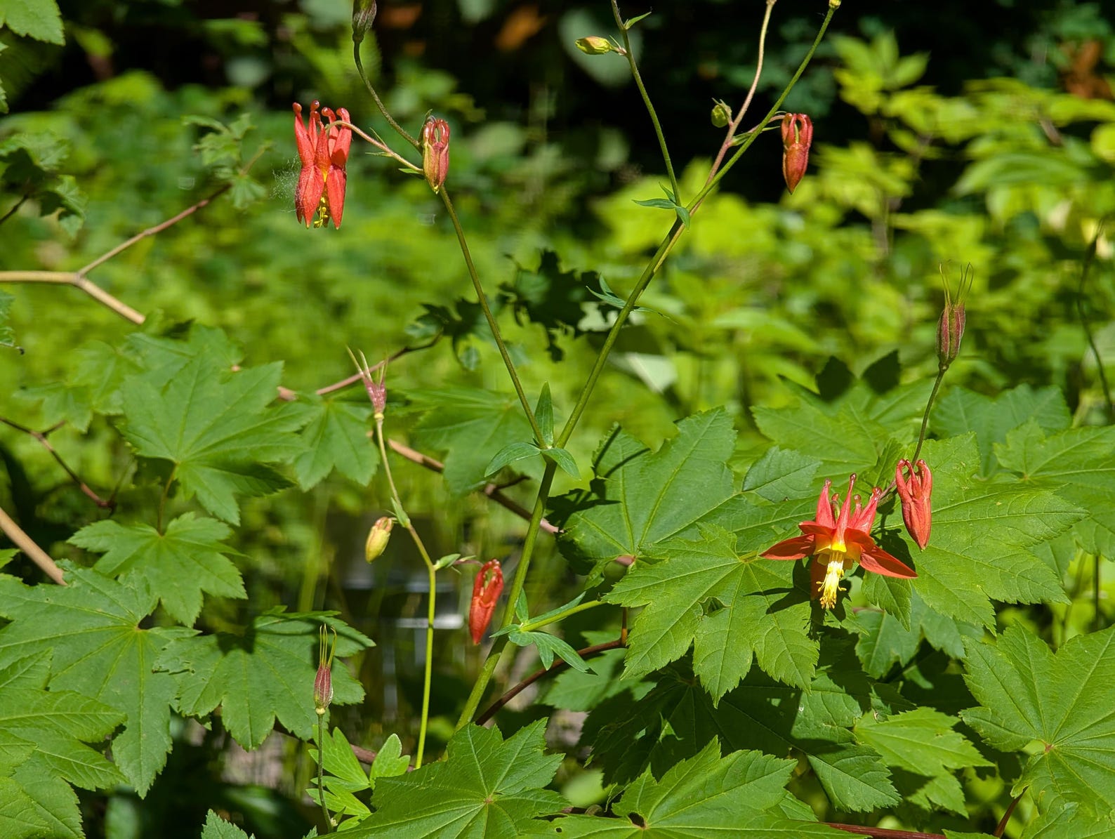 Western Columbine | Aquilegia Formosa | PNW Native | Seed Count 60 - Etsy