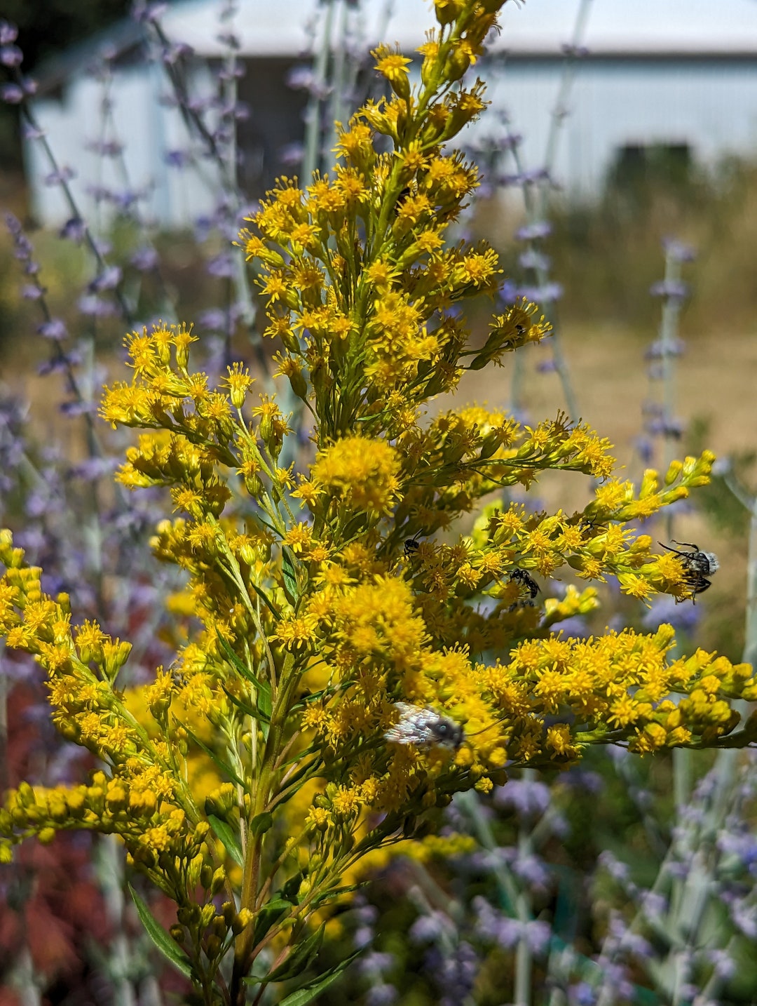 Golden Rod Solidago Canadensis Var. Elongata PNW Native 1/4 Teaspoon ...