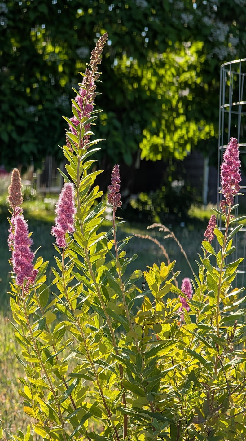 Douglas Spirea | Hardhack | Spiraea Douglasii | PNW Native | 40mg Seed ...