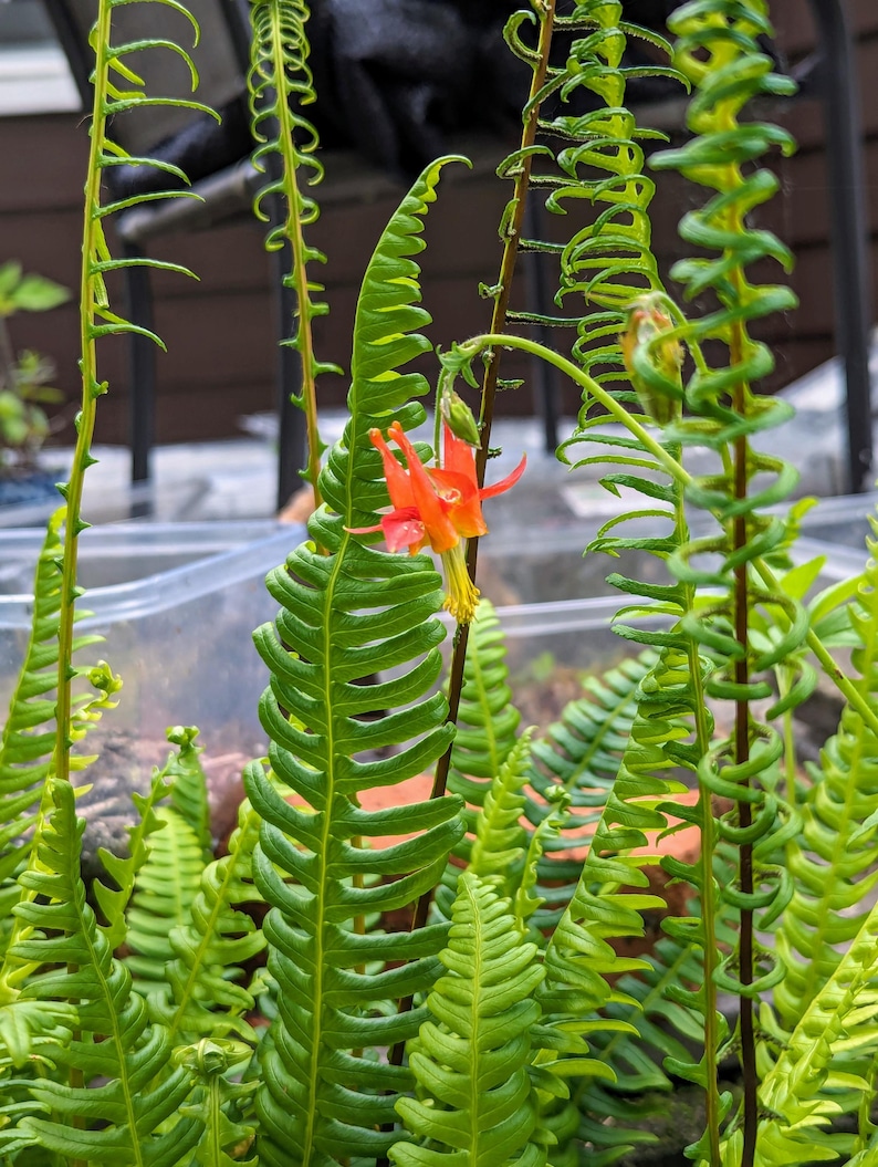 Western Columbine | Aquilegia Formosa | PNW Native | Seed Count 60 - Etsy