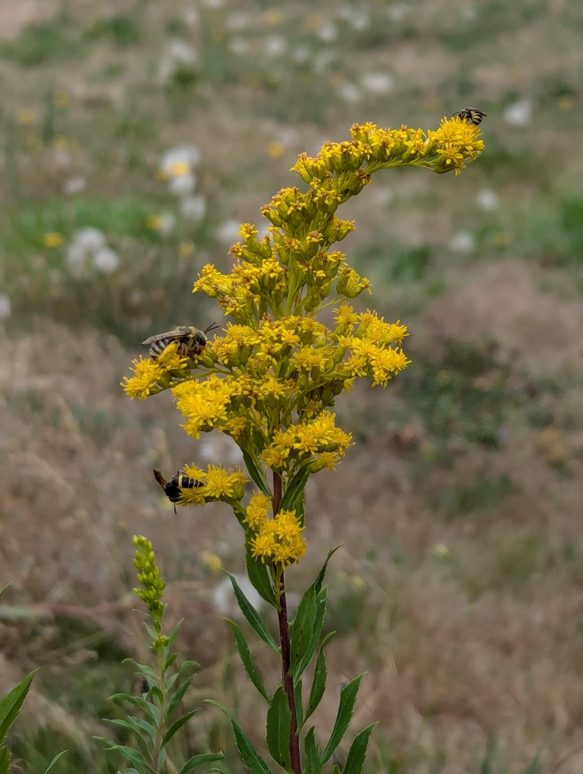 Golden Rod Solidago Canadensis Var. Elongata PNW Native 1/4 Teaspoon ...