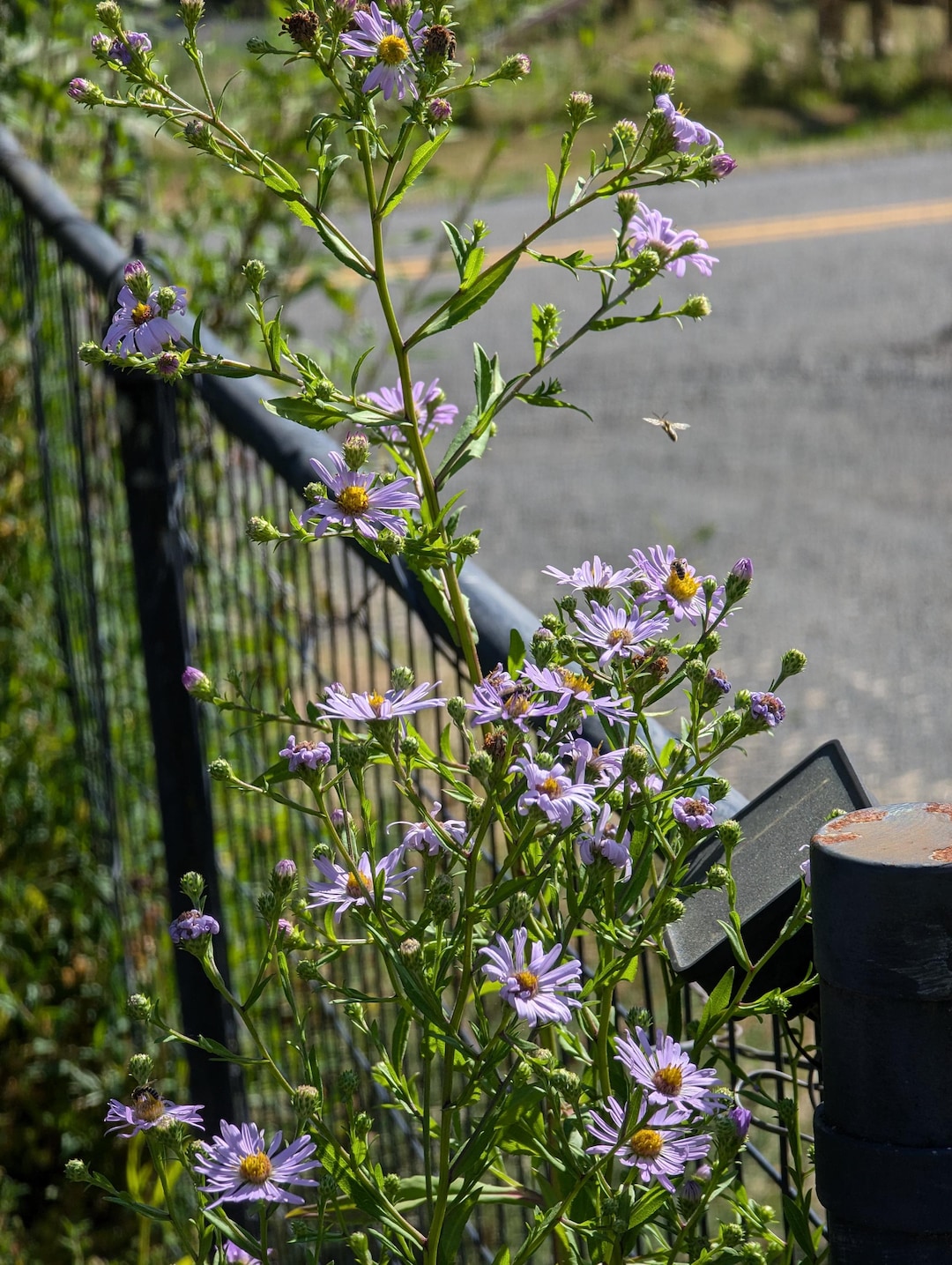 Douglas Aster | Symphyotrichum Subspicatum / Aster Subspicatum | PNW ...