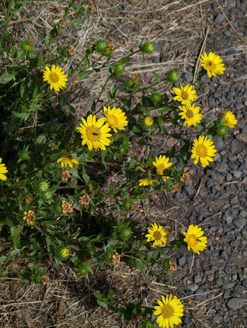 Willamette Valley Gumweed | Puget Sound Gumweed | Grindelia ...