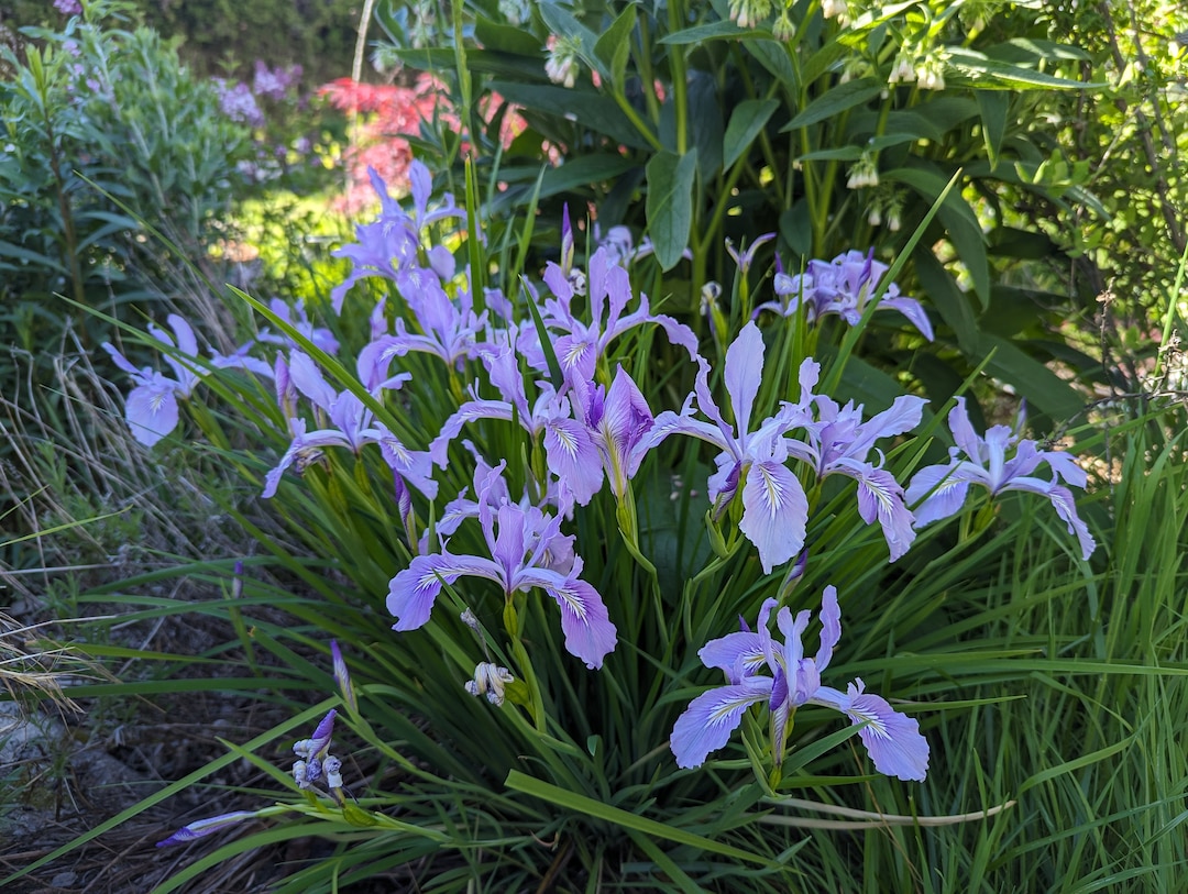 Oregon Iris | Tough-leaf Iris | Iris Tenax | PNW Native | Seed Count 30 ...
