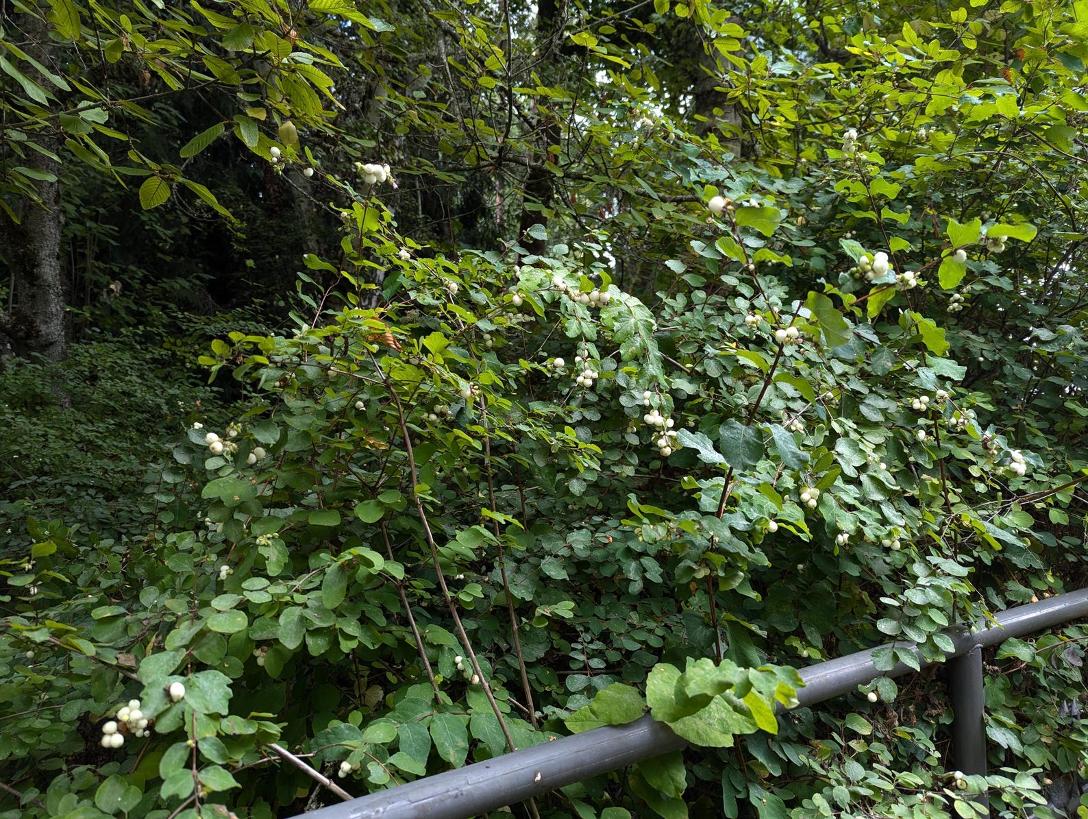 Snowberry | Symphoricarpos Albus | PNW Native | Seed Count 100 - Etsy