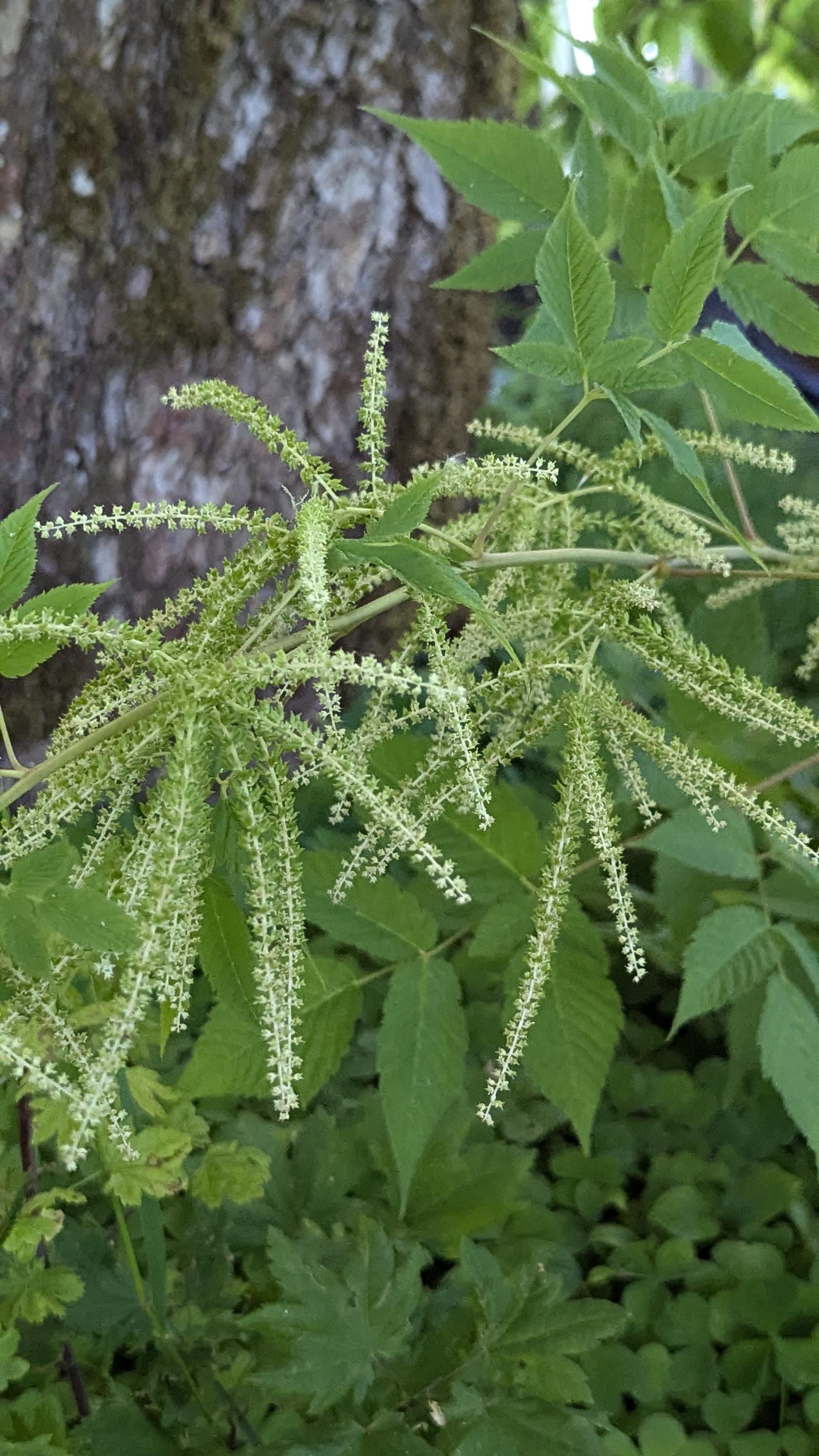 Goat's Beard Aruncus Dioicus PNW Native Seed Count 100 - Etsy