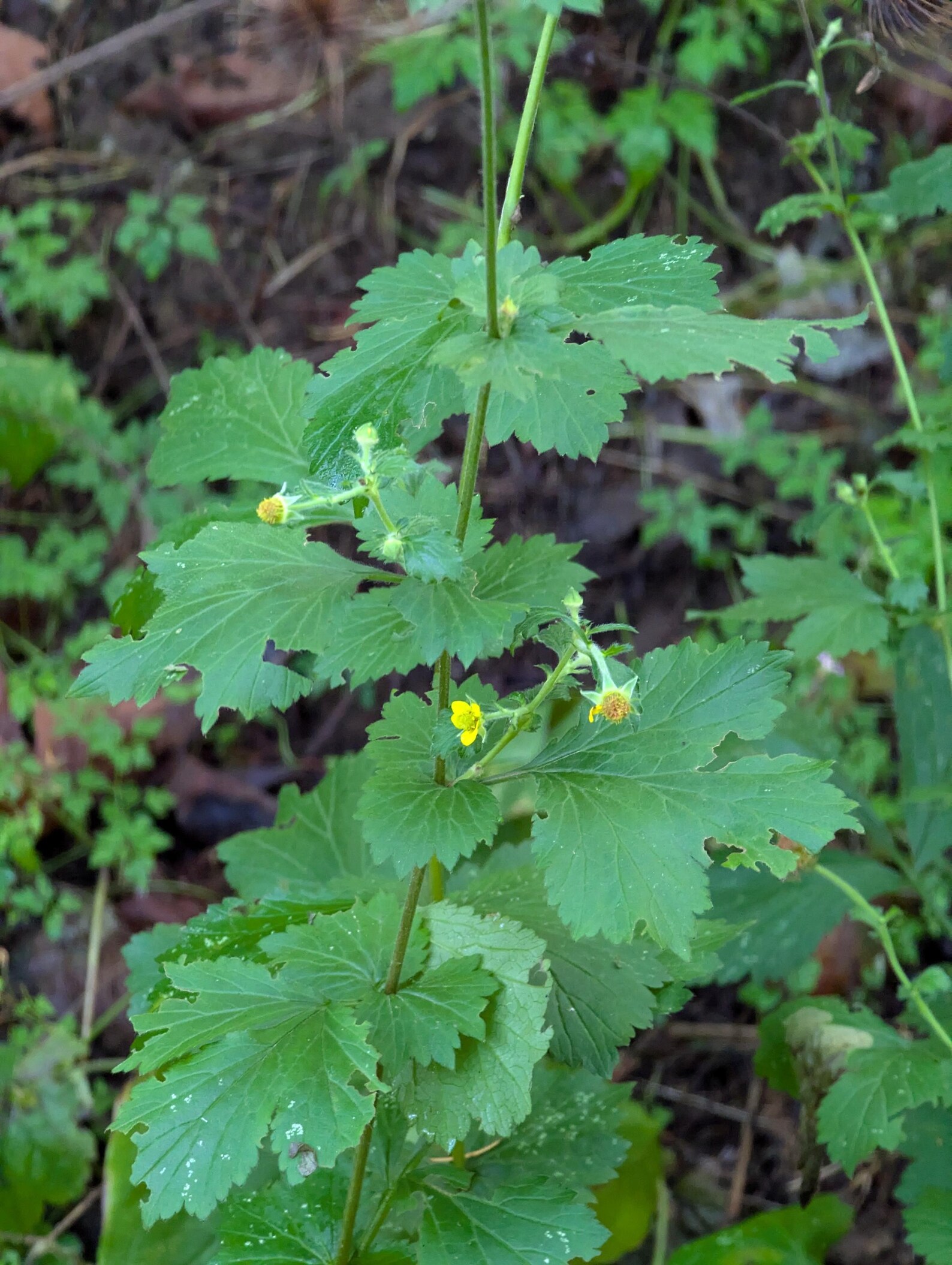 Large Leaf Avens | Oregon Avens | Geum Macrophyllum | PNW Native | Seed ...