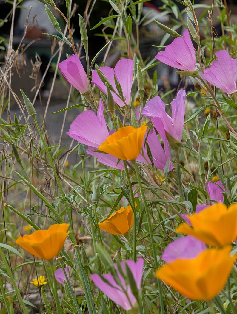 Clarkia Mix | Clarkia Amoena | Clarkia Rhomboidea | Clarkia Purpurea ...