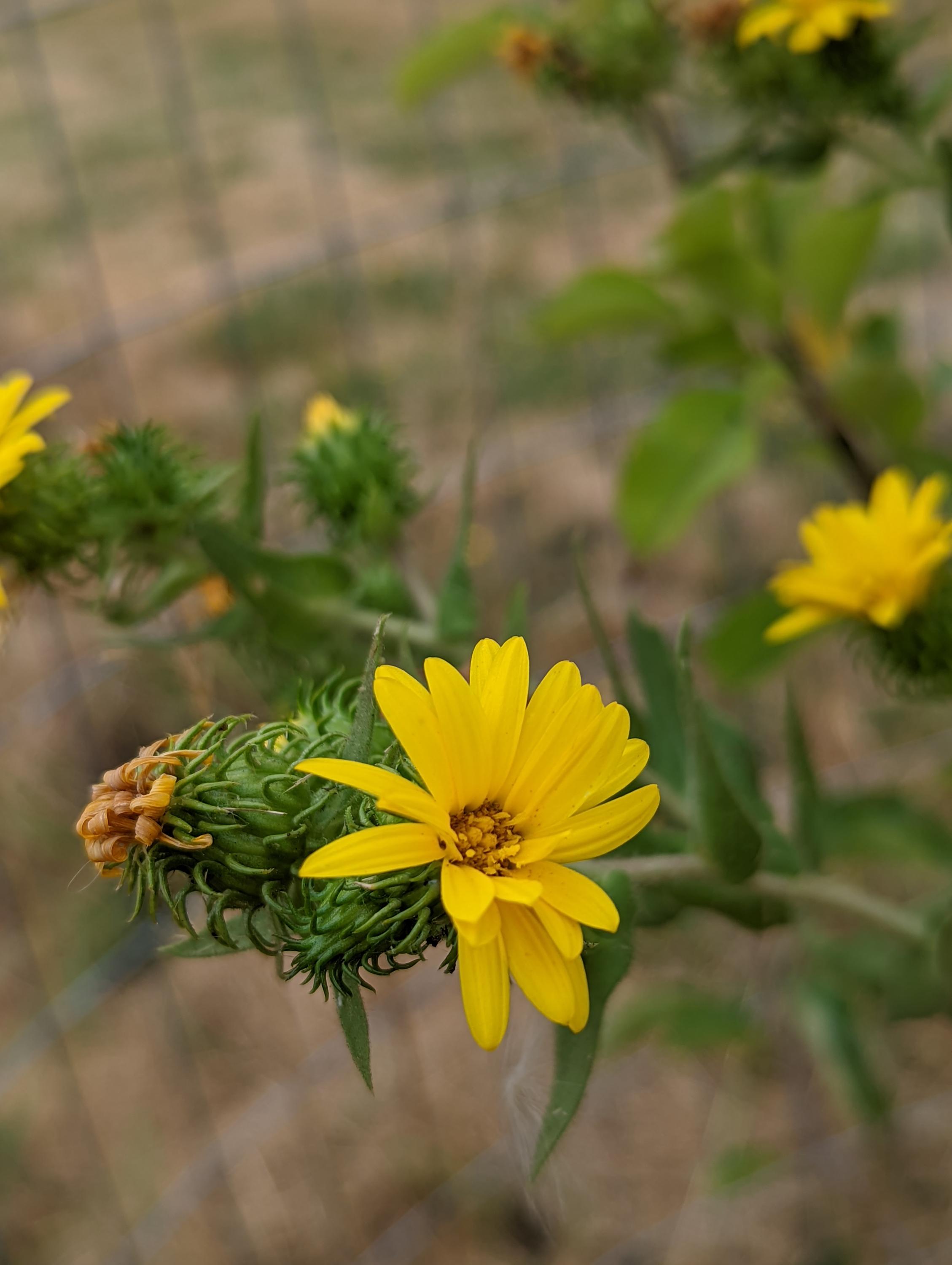 Willamette Valley Gumweed | Puget Sound Gumweed | Grindelia ...