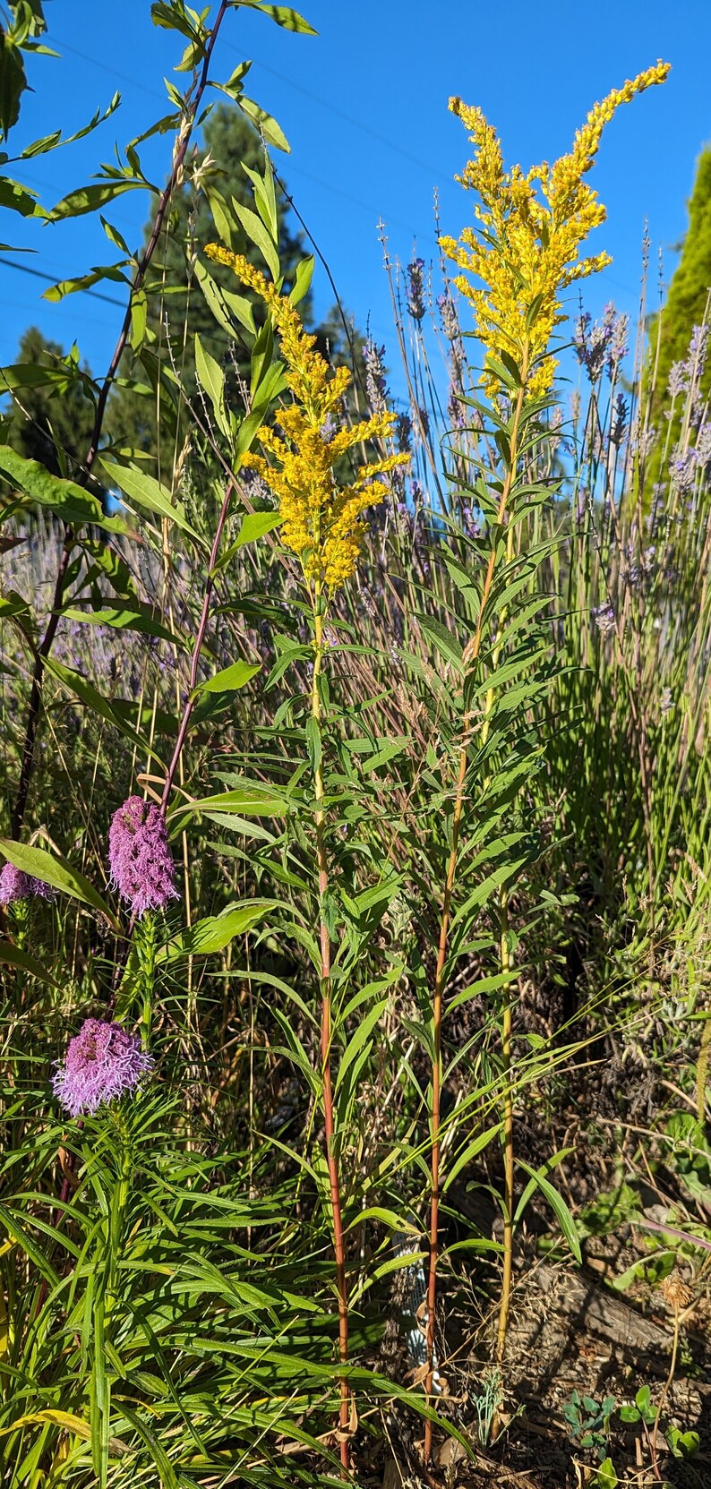 Golden Rod Solidago Canadensis Var. Elongata PNW Native 1/4 Teaspoon ...