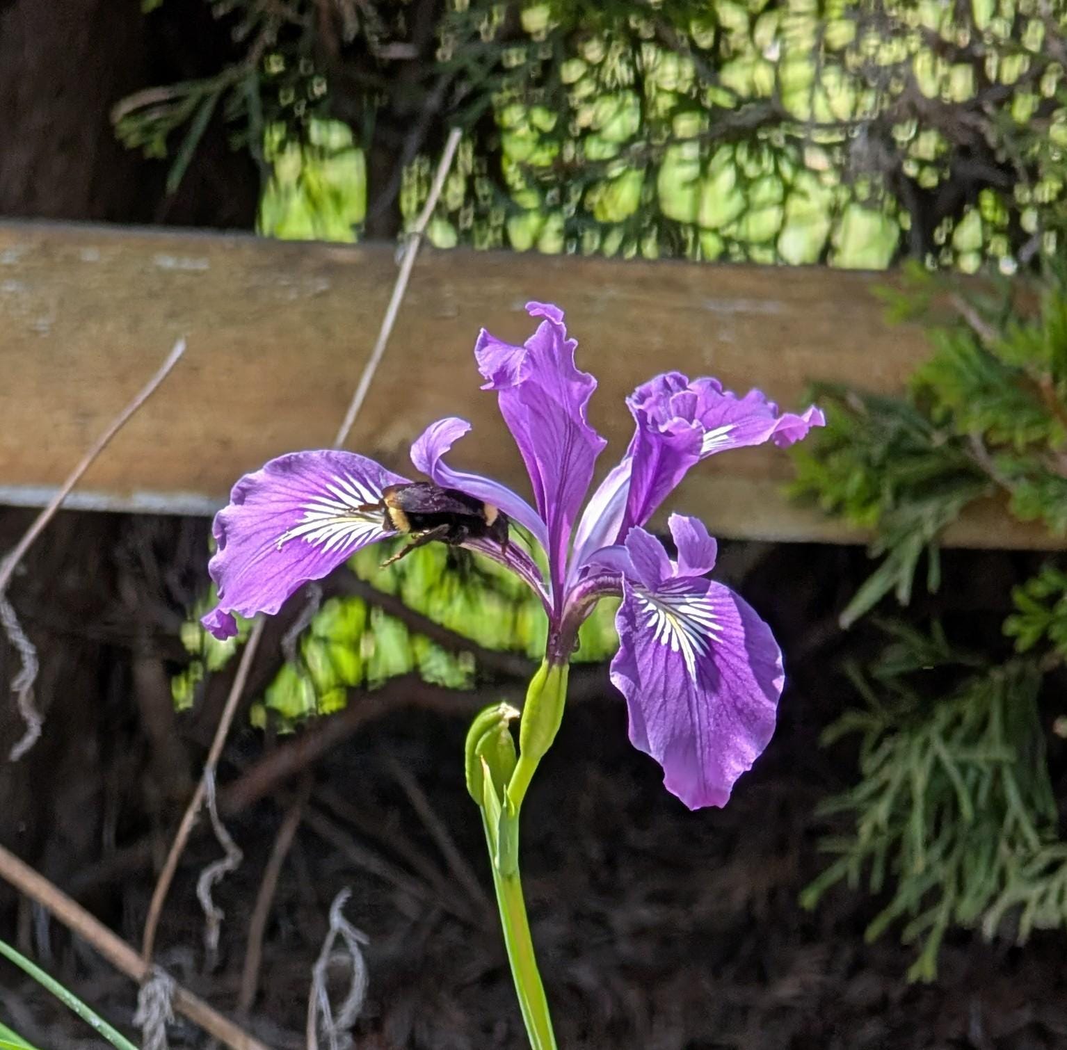 Oregon Iris | Iris Tenax | PNW Native | Seed Count 30 - Etsy