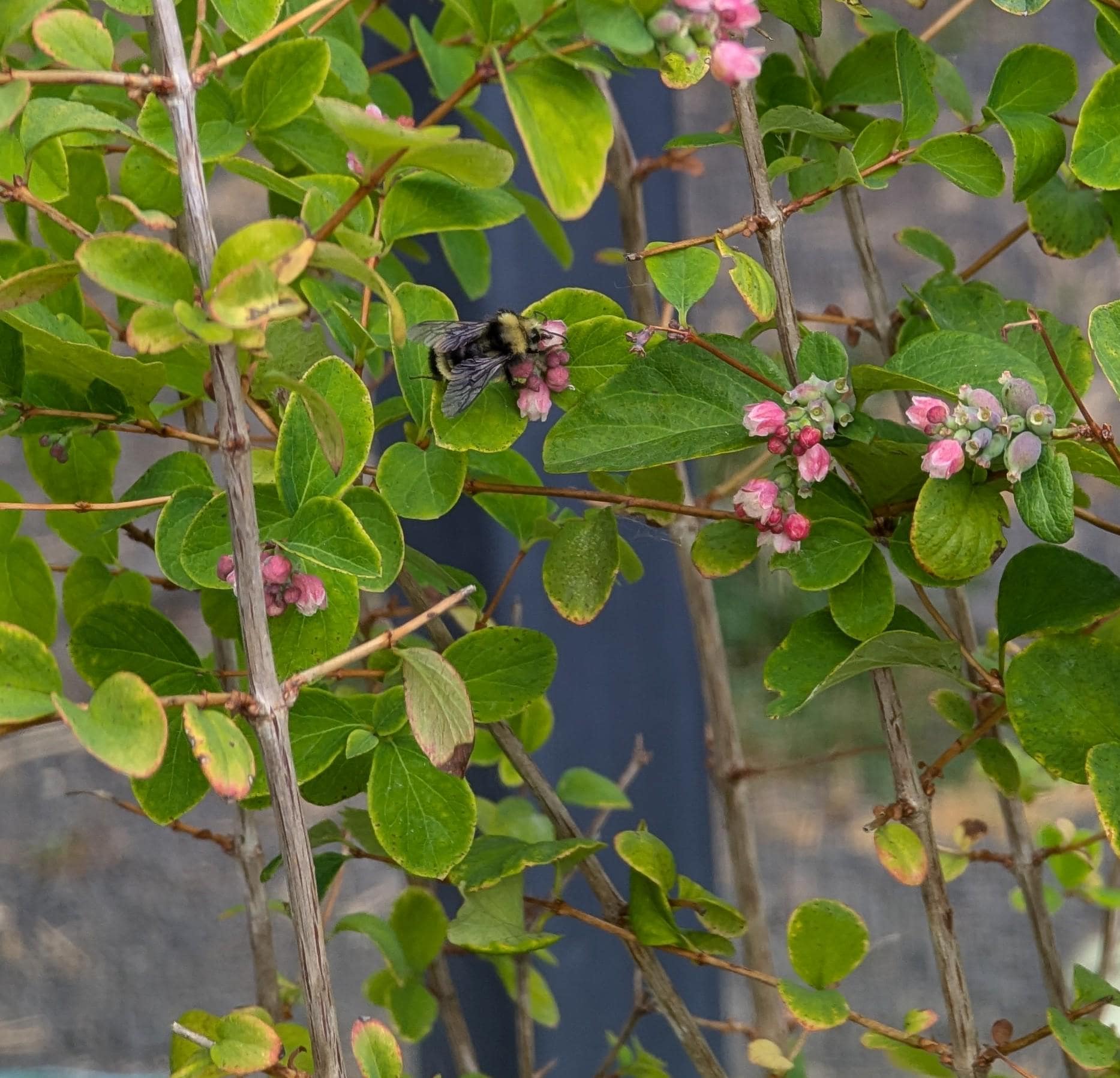 Snowberry | Symphoricarpos Albus | PNW Native | Seed Count 100 - Etsy