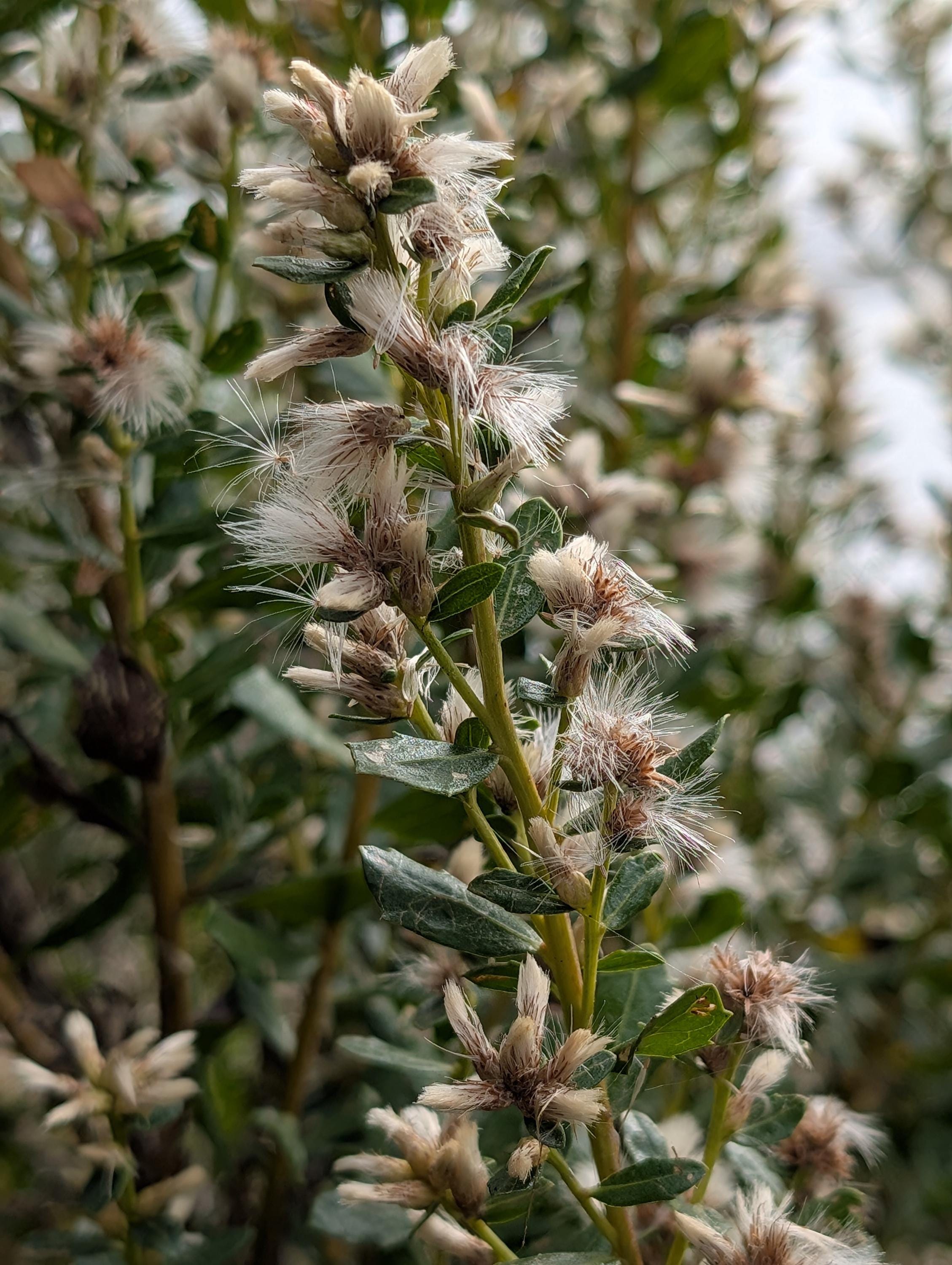 Coyote Brush | Coyote Bush | Baccharis Pilularis Ssp. Consanguinea ...