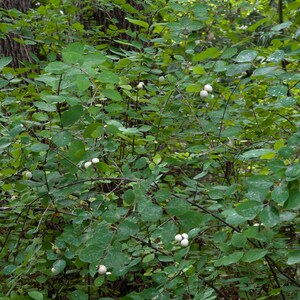 Snowberry | Symphoricarpos Albus | PNW Native | Seed Count 100 - Etsy