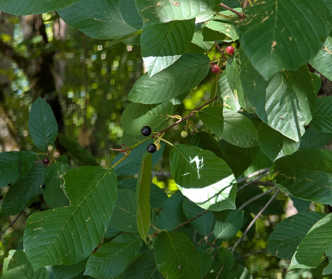 Cascara | Cascara Buckthorn | Rhamnus Purshiana | Frangula Purshiana ...