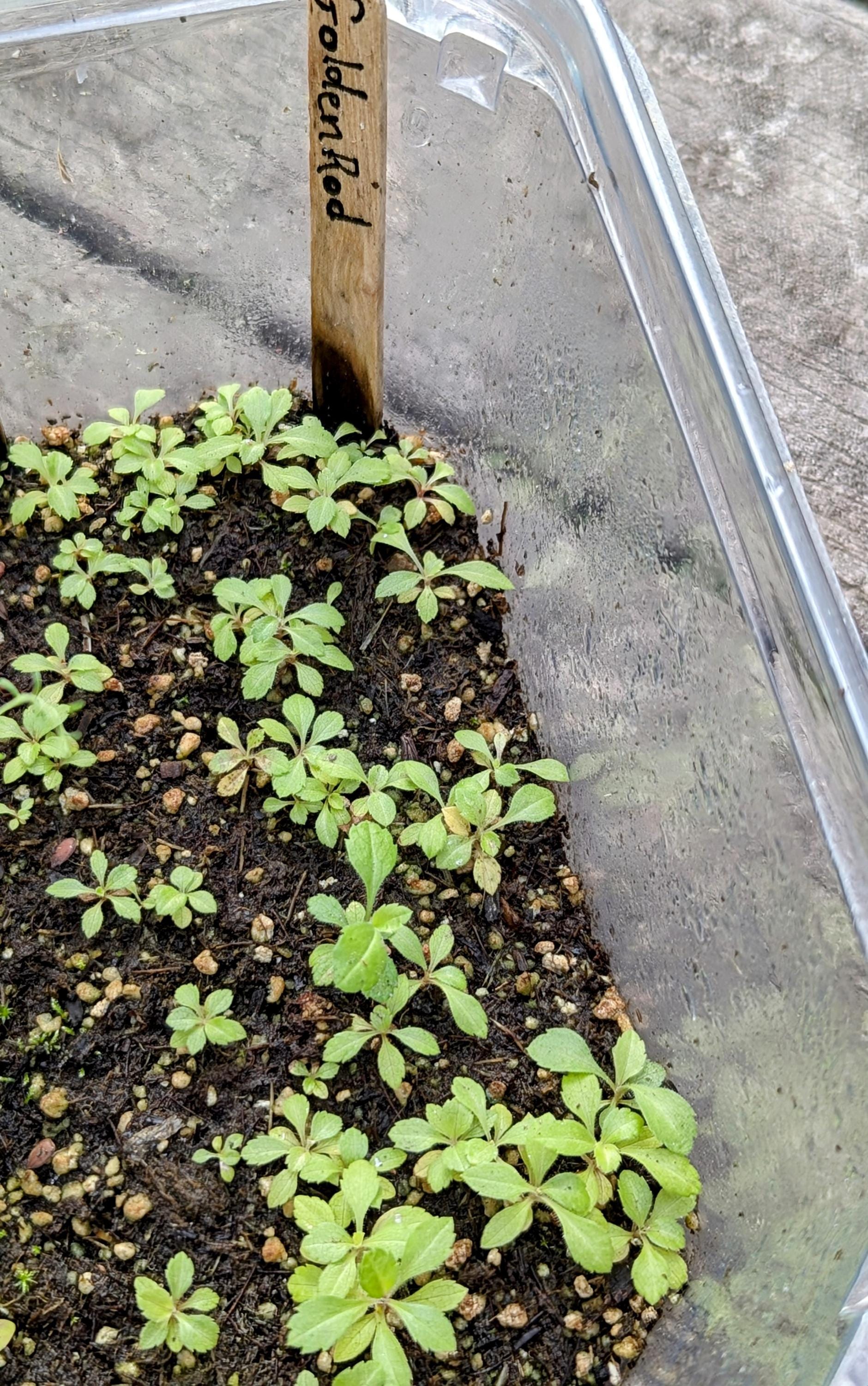 Golden Rod Solidago Canadensis Var. Elongata PNW Native 1/4 Teaspoon ...