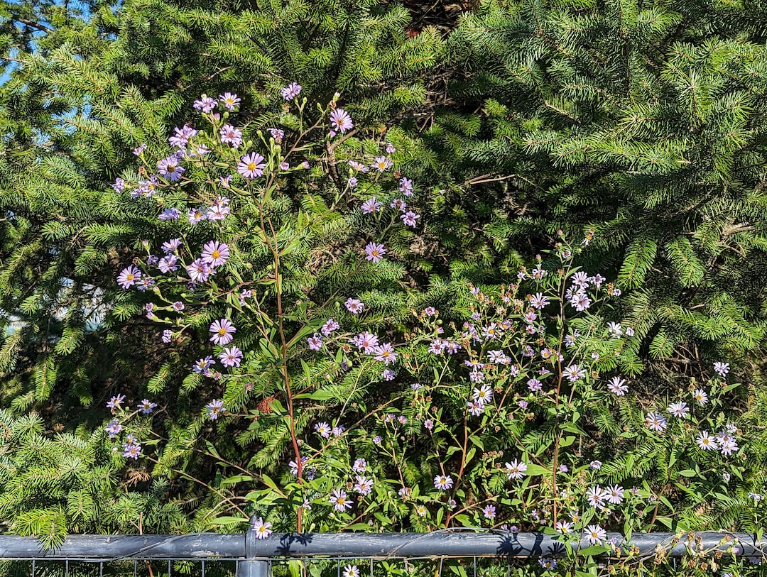 Douglas Aster | Symphyotrichum Subspicatum / Aster Subspicatum | PNW ...
