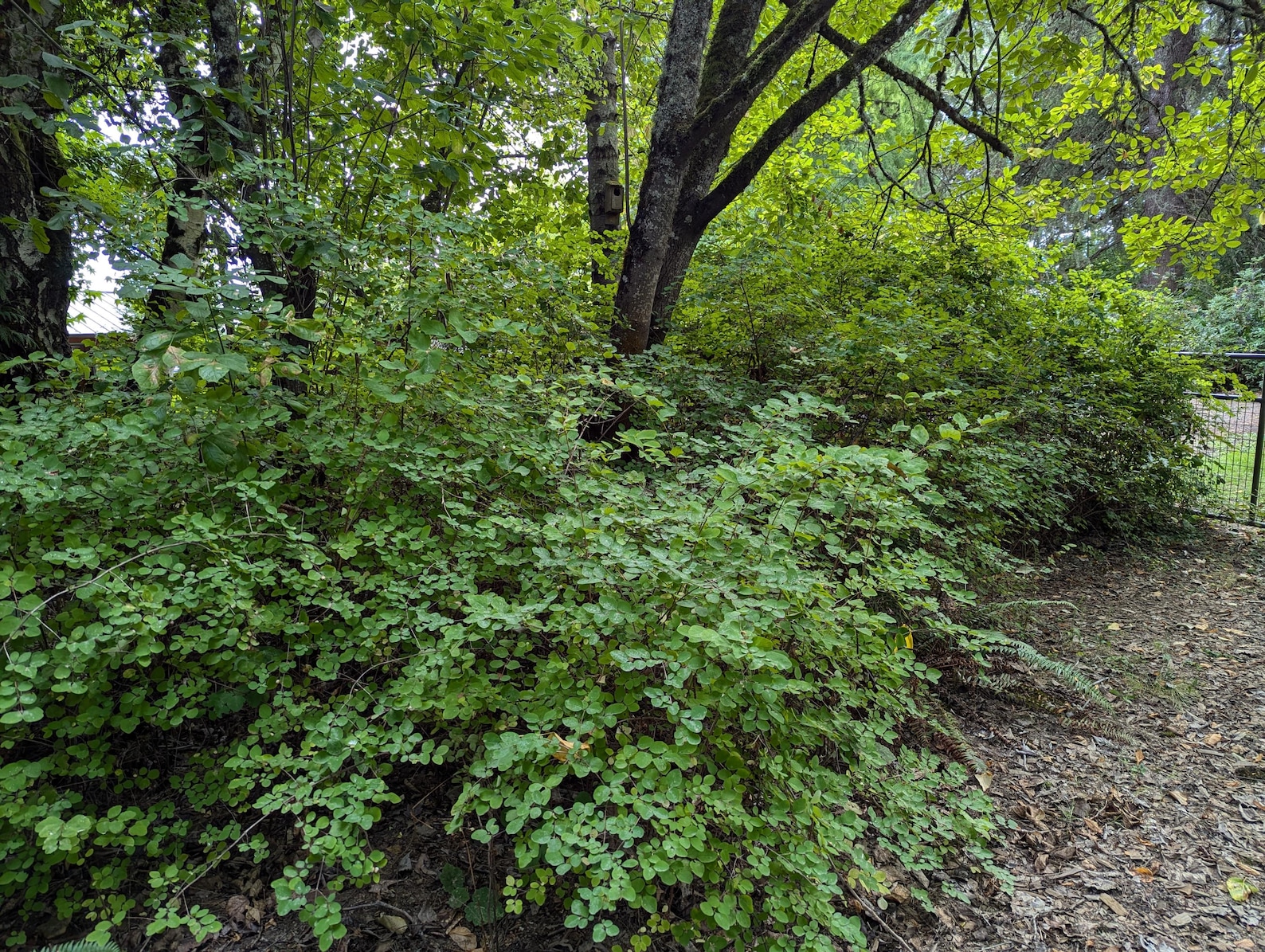 Snowberry | Symphoricarpos Albus | PNW Native | Seed Count 100 - Etsy