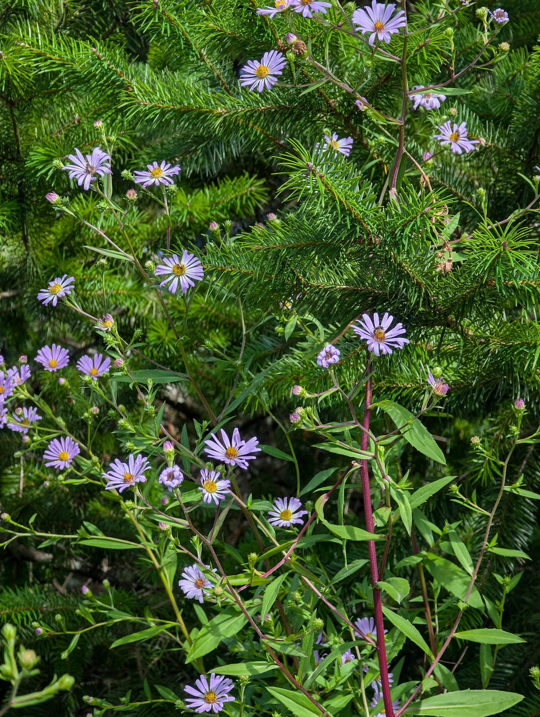 Douglas Aster | Symphyotrichum Subspicatum | PNW Native | Seed Count ...