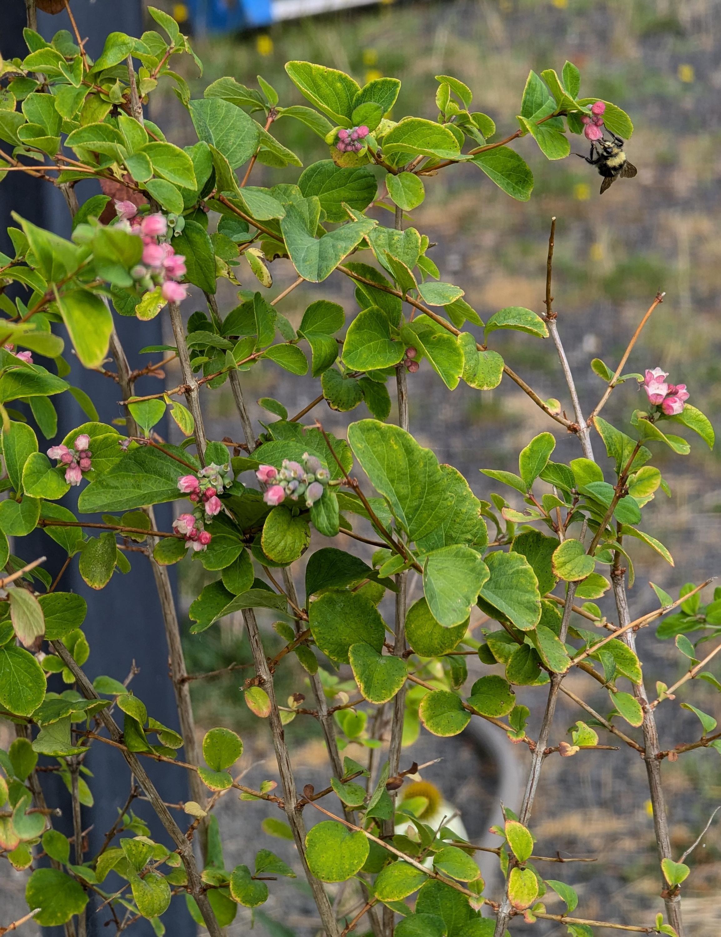Snowberry | Symphoricarpos Albus | PNW Native | Seed Count 100 - Etsy