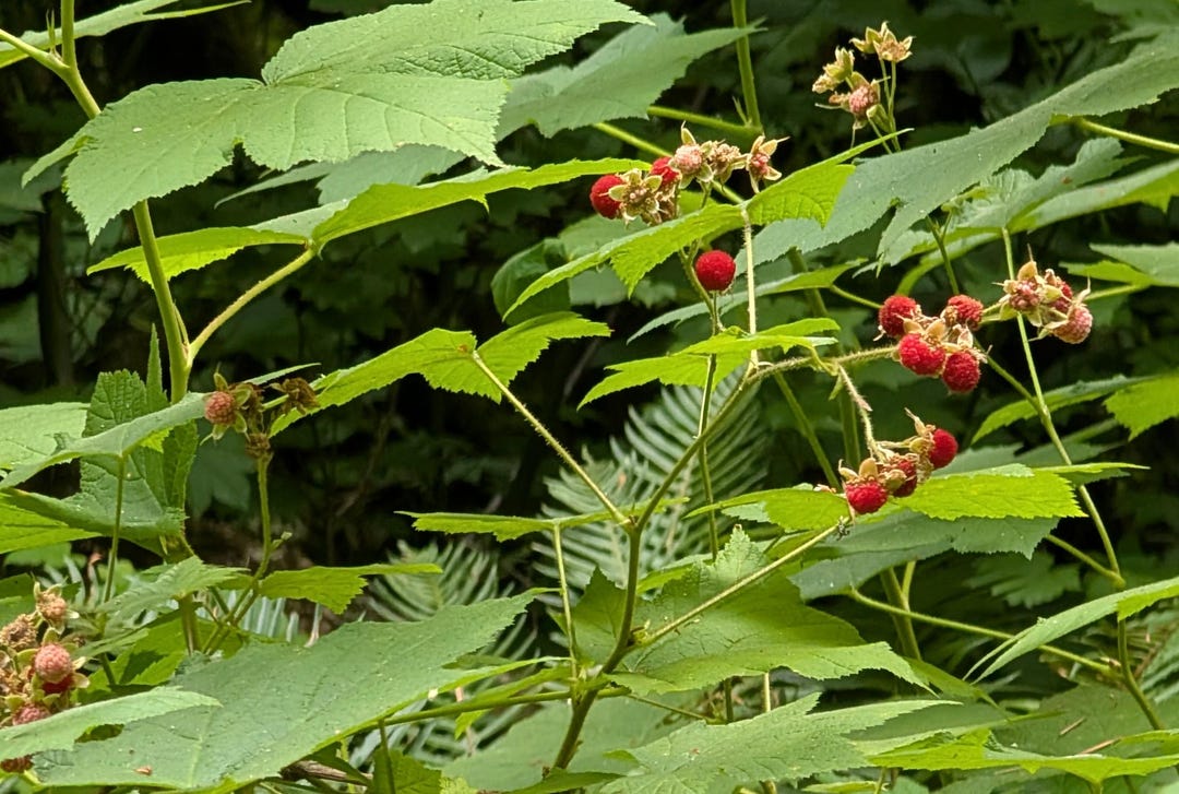 Thimbleberry | Rubus Parviflorus | PNW Native | Seed Count 100 - Etsy