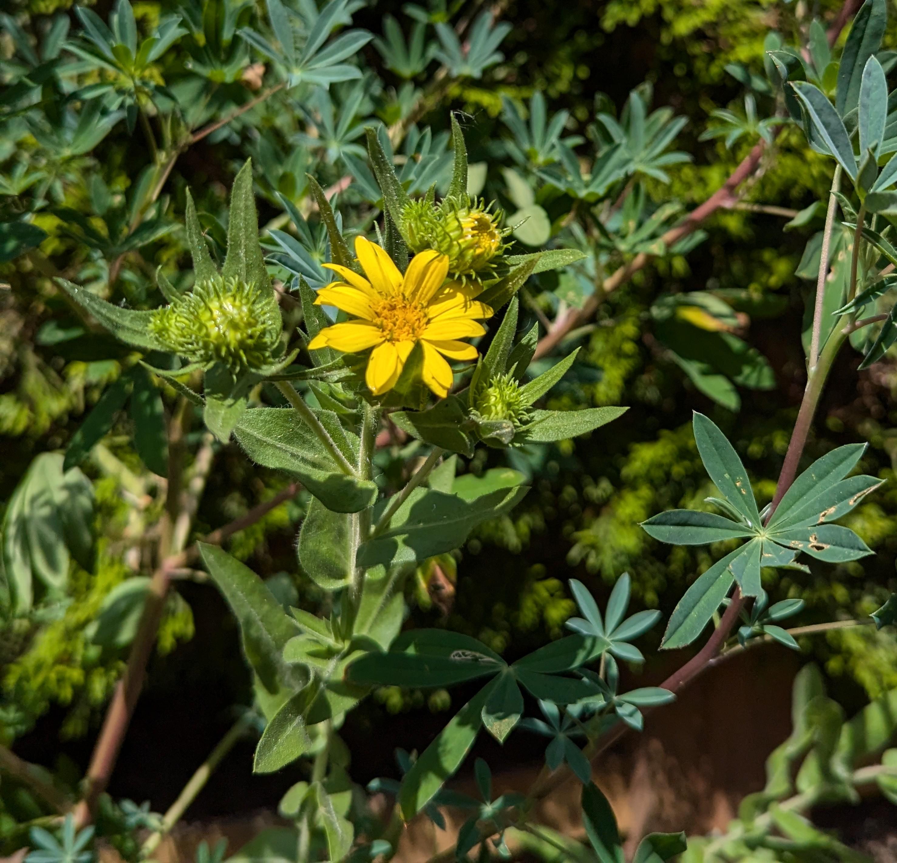 Willamette Valley Gumweed | Puget Sound Gumweed | Grindelia ...