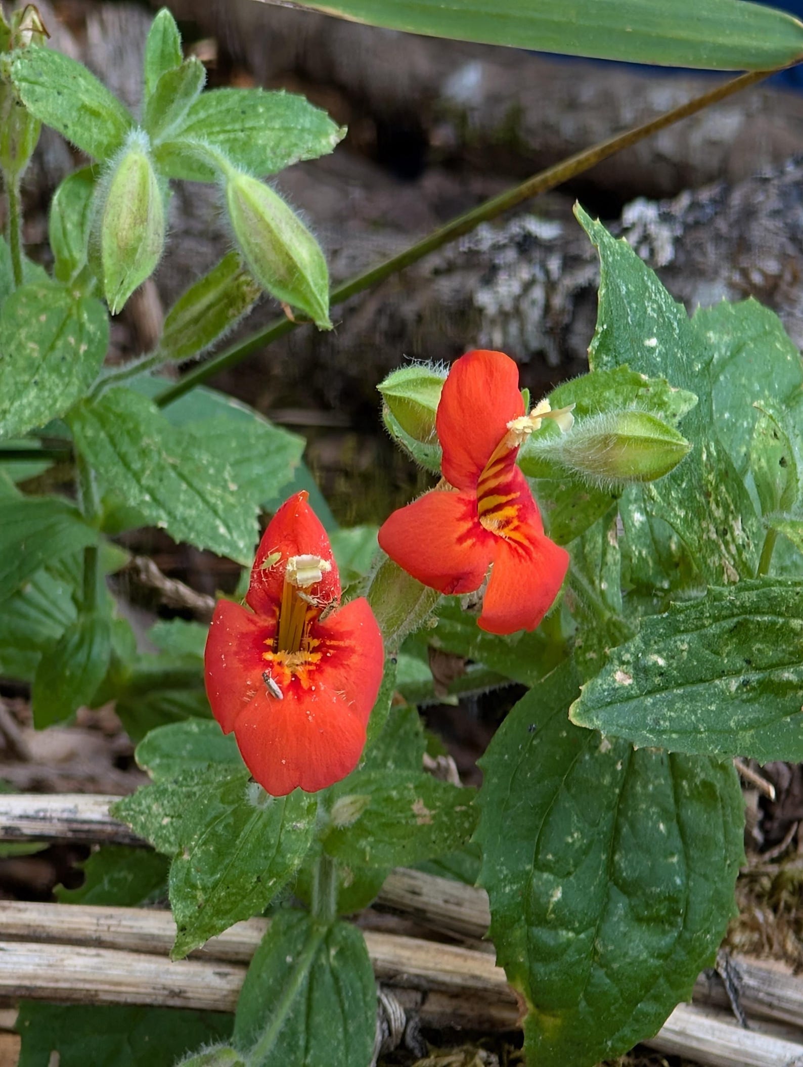 Scarlet Monkeyflower | Erythranthe Cardinalis | PNW Native | 30mg Seed ...