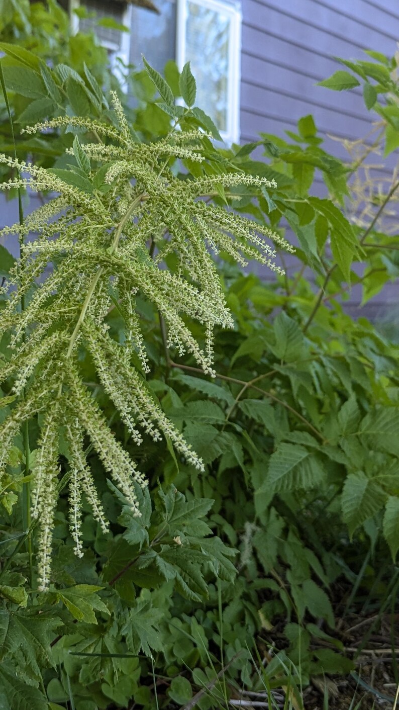 Goat's Beard Aruncus Dioicus PNW Native Seed Count 100 - Etsy