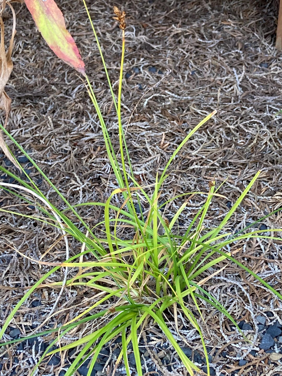 Chamisso Sedge | Starry Broomsedge | Carex Pachystachya | PNW Native ...