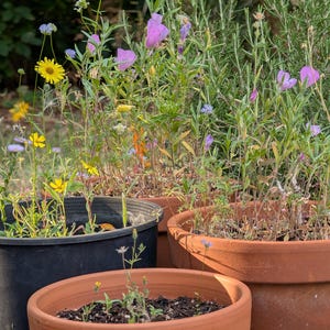 Clarkia Mix | Clarkia Amoena | Clarkia Rhomboidea | Clarkia Purpurea ...